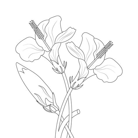 Hibiscus Fleur Coloration Page Et Livre Illustration Ligne Art 19902751