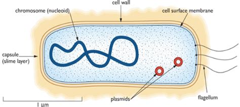 Bacteria Diagram Unlabeled