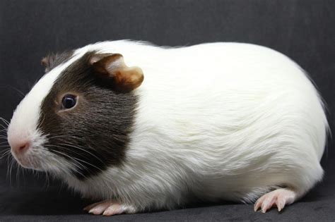 Nom de cochon dinde La meilleure liste de prénoms pour son cochon d