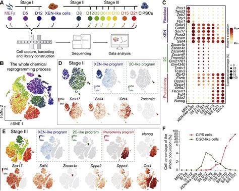 Single Cell RNA Seq Reveals Dynamic Early Embryonic Like Programs