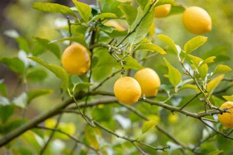 How To Prune A Lemon Tree Minneopa Orchards