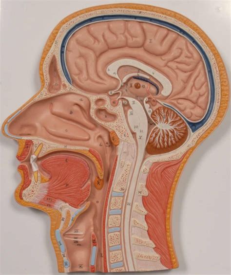 Anatomy Physiology Ii Lab Final Exam Median Head Model Diagram