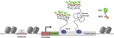 visualization of transcription with the ms2 mcp imaging system download scientific diagram