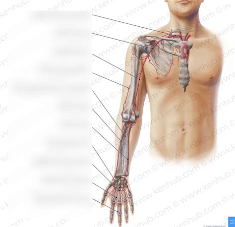 Arteries Of Upper Limb Anterior View Diagram Quizlet