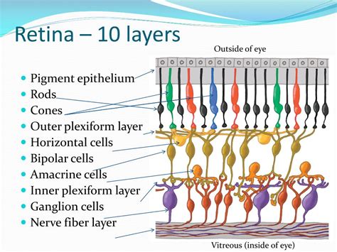 Smith Lab Investigating Vascular Eye Diseases Boston