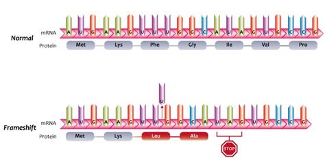 Protein Synthesis Mutations Jeopardy Template