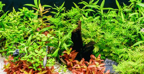 Top 15 Meilleures plantes d aquarium flottantes pour les débutants