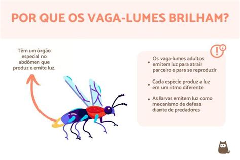 Por que os vaga lumes brilham Funções da luz e como iluminam