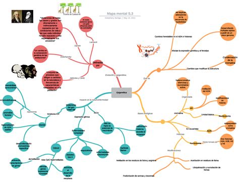 Mapa mental S Núcleo formado por Epigenética Qué es Cambios