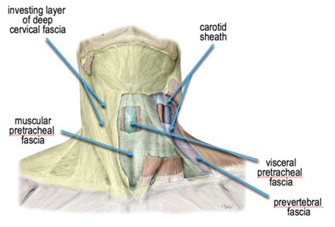 Fascia And Spaces Of The Neck Video Anatomy Osmosis Off