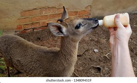 167 Duiker Buck Images Stock Photos Vectors Shutterstock