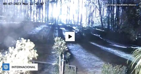 Video revelaría el origen de los devastadores incendios en Maui Hawai