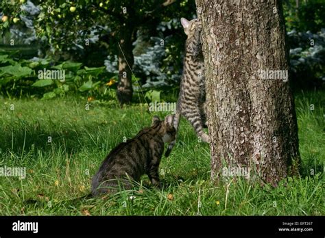 Grimpe sur un tronc d arbre Banque de photographies et dimages à haute