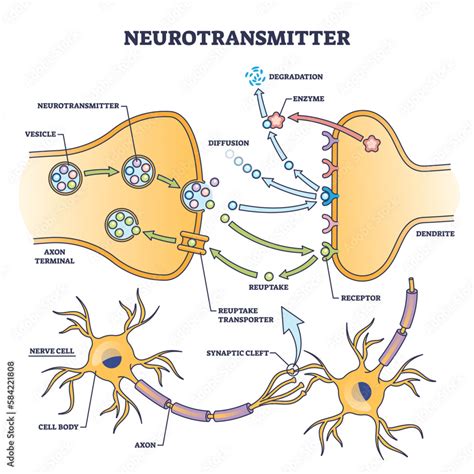 Neurotransmitter Process Detailed Anatomical Explanation Outline