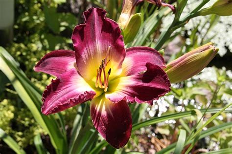 Flor Natureza Plantar Foto Gratuita No Pixabay Pixabay