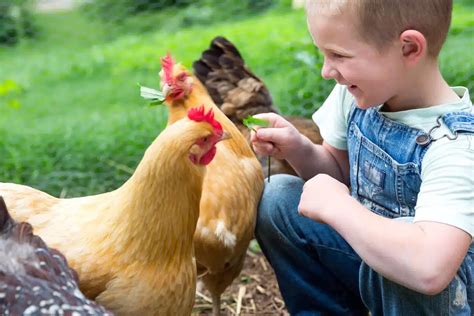 Économisez cet hiver nourrissez vos poules avec ces recettes à moins