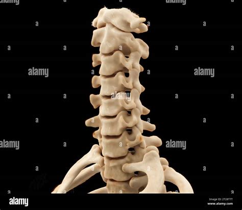 CT Scan Of C Spine Or Cervical Spine 3D Rendering For Diagnosis