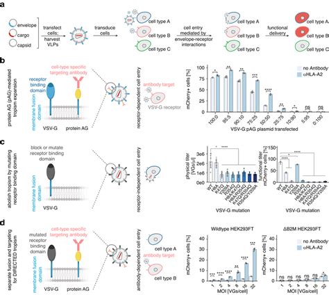 Development Of DIRECTED A Schematic Of Lentiviral Vector Production And