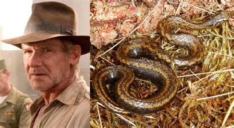 Nombraron Nueva Especie De Serpiente En Honor A Harrison Ford