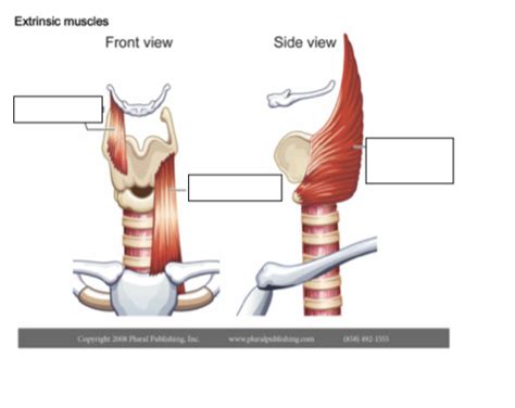 Diagram Of Lab Extrinsic Muscles Of Larynx Label Quizlet