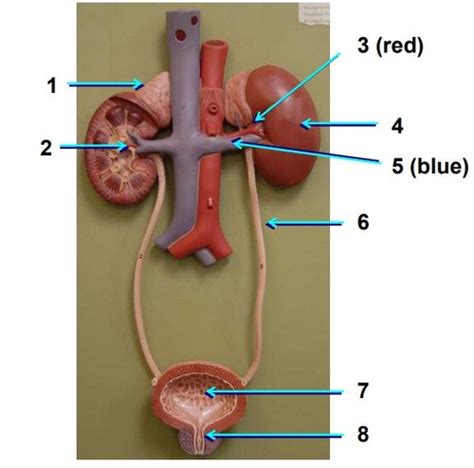 Lab 3 Final Selections Renal Flashcards Quizlet