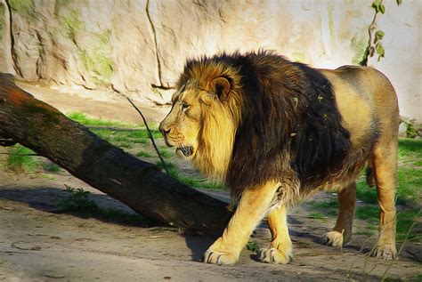Löwe Zoo Tier Grosse Kostenloses Foto auf Pixabay Pixabay