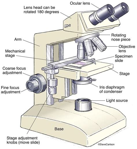 General Biology Compound Microscope Parts