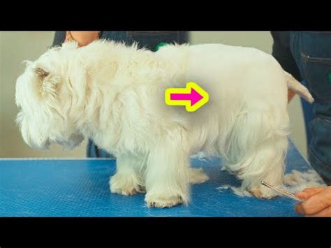 Cuándo cortar el pelo a un cachorro Westy Consejos de estilismo canino