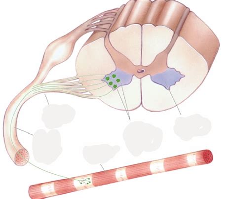 Muscle Innervation By Lower Motor Neurons Diagram Quizlet