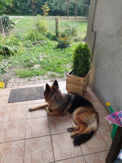 Oddam w dobre ręce TYLKO DO Domu Do piątku Ujma Duża OLX pl