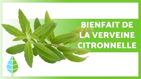 Bienfaits De La Verveine Citronnelle Propri T S Soins Et Contre