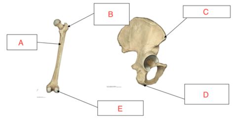 Exam Anatomie Flashcards Quizlet