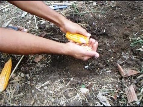 Como Plantar Milho Passo A Passo Youtube
