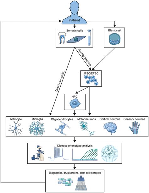 Frontiers Representing Diversity In The Dish Using Patient Derived