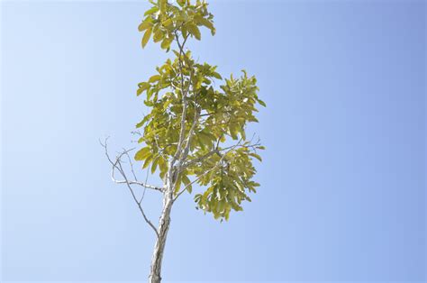 Free Images Branch Sky Sunlight Leaf Flower Green Produce