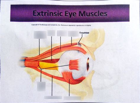 Extrinsic Eye Muscles Diagram Quizlet