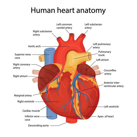 Vector Illustration Diagram Human Heart Anatomy Stock