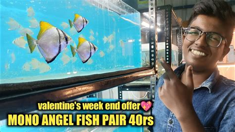 Mono Angel Fish Just 40rs Than Pair Week End Offer Tirunelveli