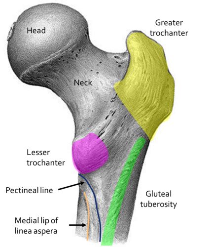 A24 Gluteal Region And Posterior Thigh Flashcards Quizlet