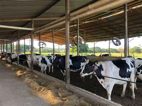 Compost Barn o que é e quais são os seus benefícios
