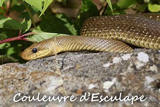 Faune Du Massif Des Maures Provence