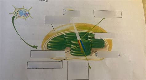 Schaubild Chloroplasten Quizlet
