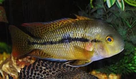 Grattis Molam Akvarium IFokus
