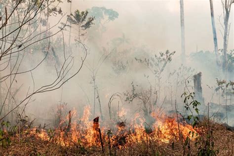 Número de focos de queimadas no Amazonas atinge recorde em agosto
