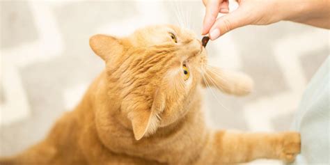 10 Formas Comprobadas De Demostrarle A Tu Gato Que Lo Amas Mininos Es