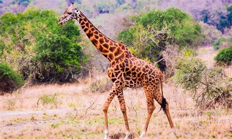 3 Days Akagera National Park Wildlife Safari Unique Rwanda Vacation