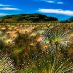 Flora Rvore De Pau Brasil Que Deu Origem Ao Nome Do Nosso Pa S