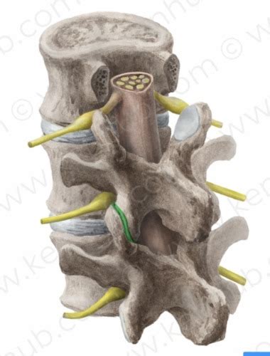 Anatomie Wervelkolom Flashcards Quizlet