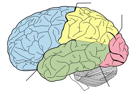 Lobes Of The Cerebrum Diagram Quizlet