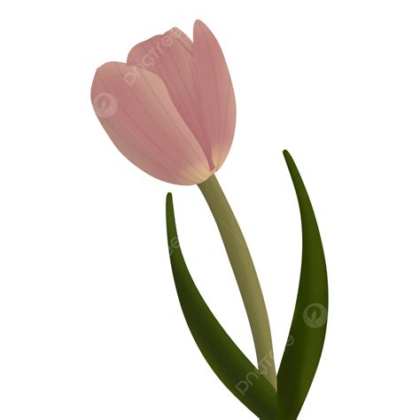 Hermosa Flor De Tulipán Rosa PNG Rosado Primavera Flor PNG y PSD
